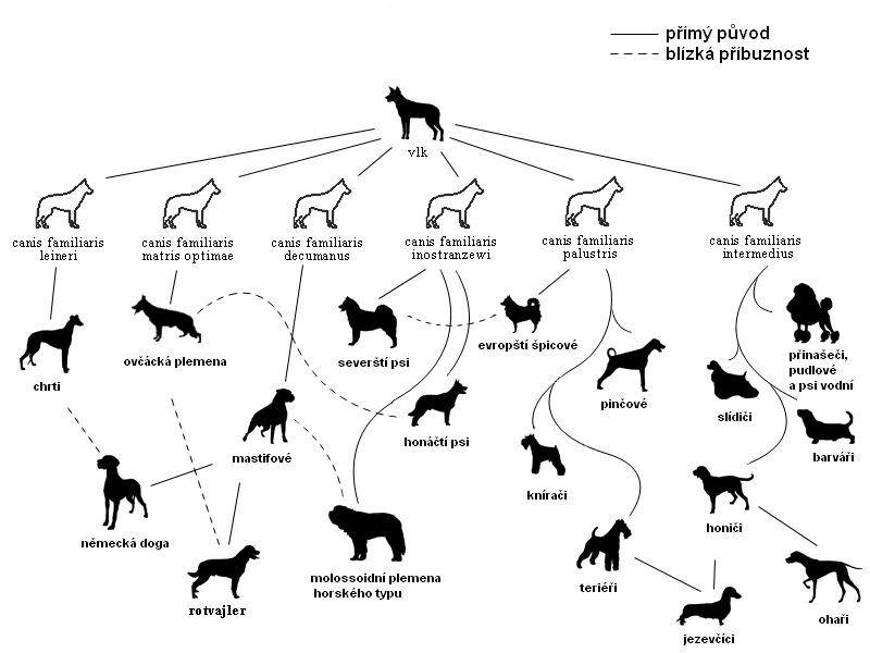 PSI VŠEHO DRUHU - obecně o psech